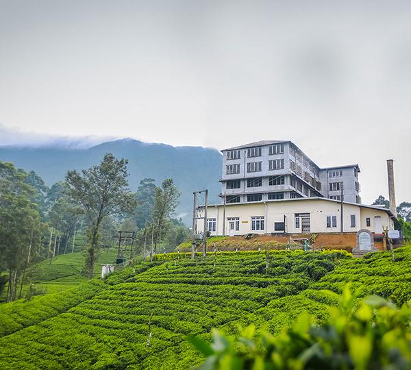 Nuwara Eliya – Where Mist Kisses Mountains & Tea Leaves Dance – Walk ...